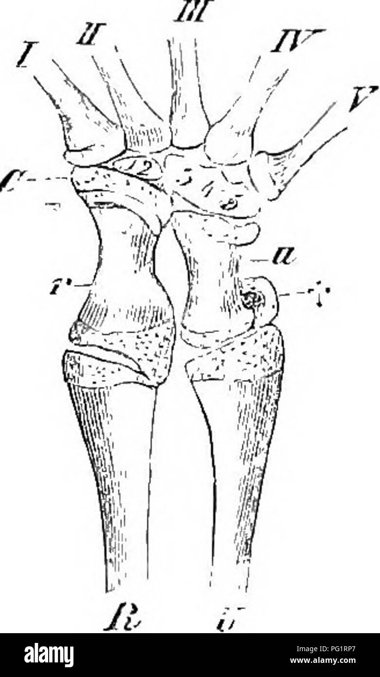 . Elements of the comparative anatomy of vertebrates. Anatomy ...