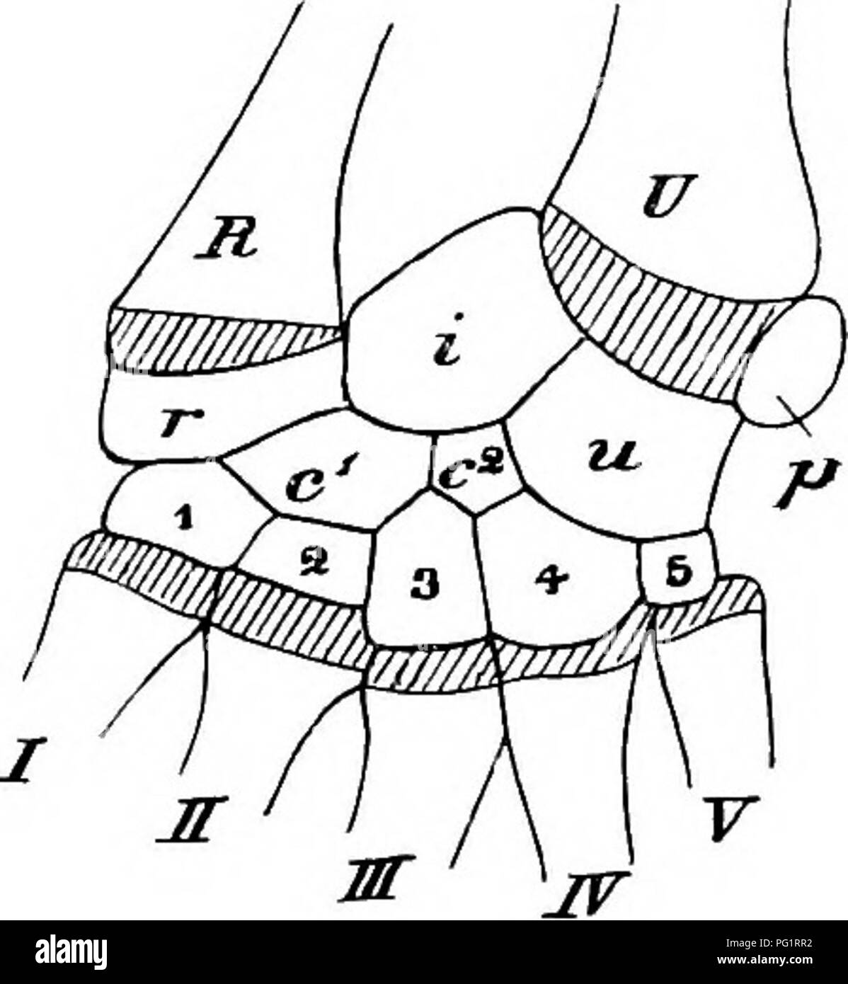This work focuses on the comparative anatomy of vertebrates ...