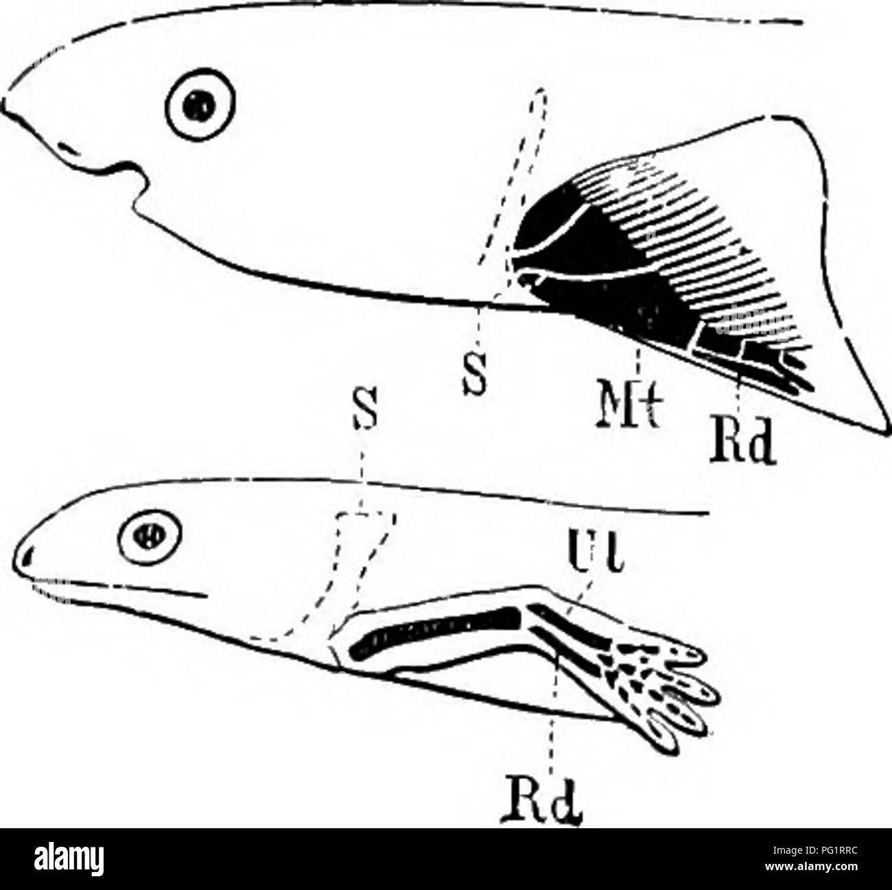 This work explores the comparative anatomy of vertebrates, focusing on ...