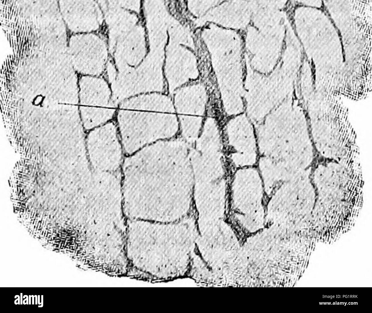 Transverse bands Black and White Stock Photos & Images - Alamy
