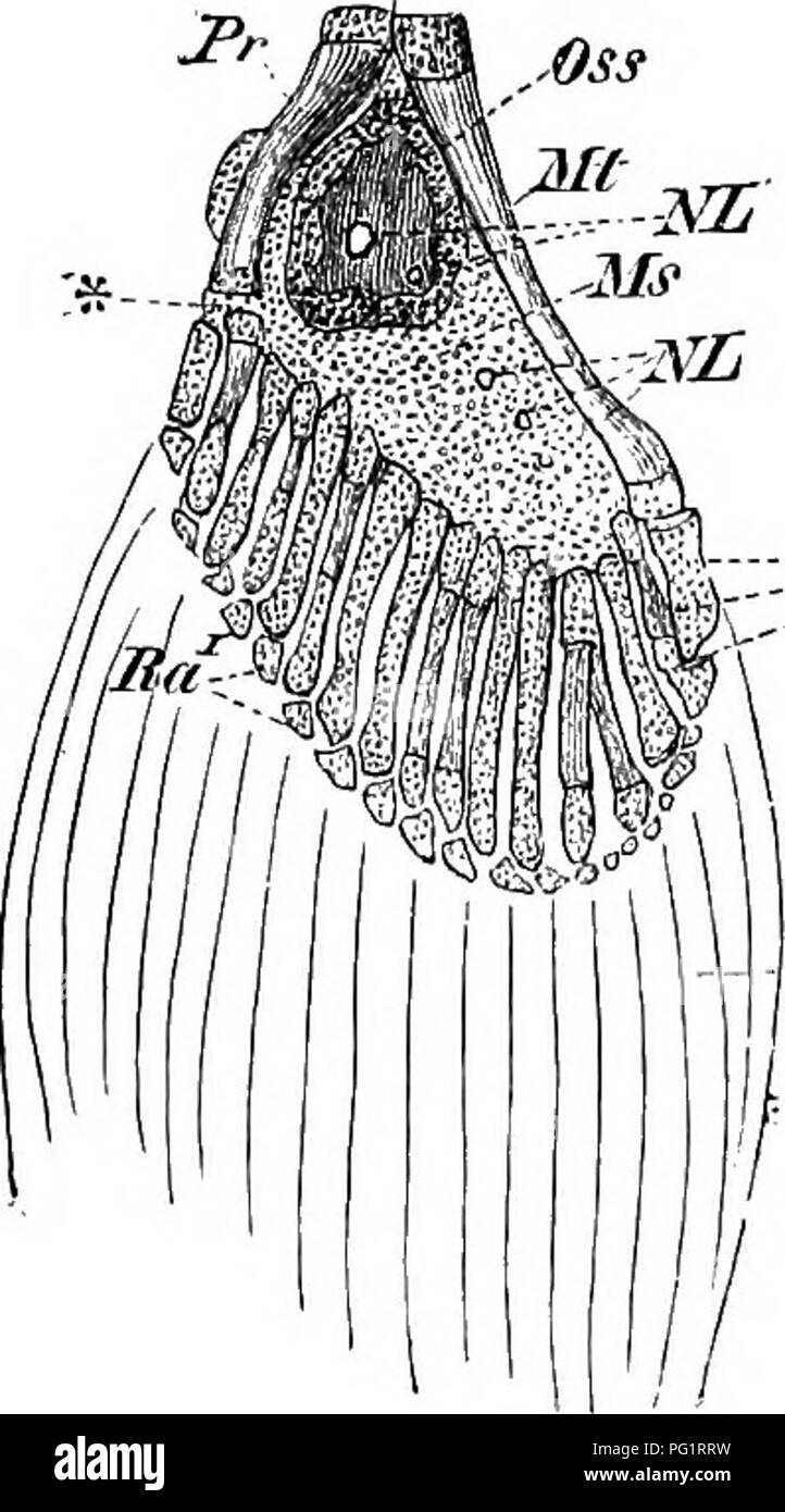. Elements of the comparative anatomy of vertebrates. Anatomy ...