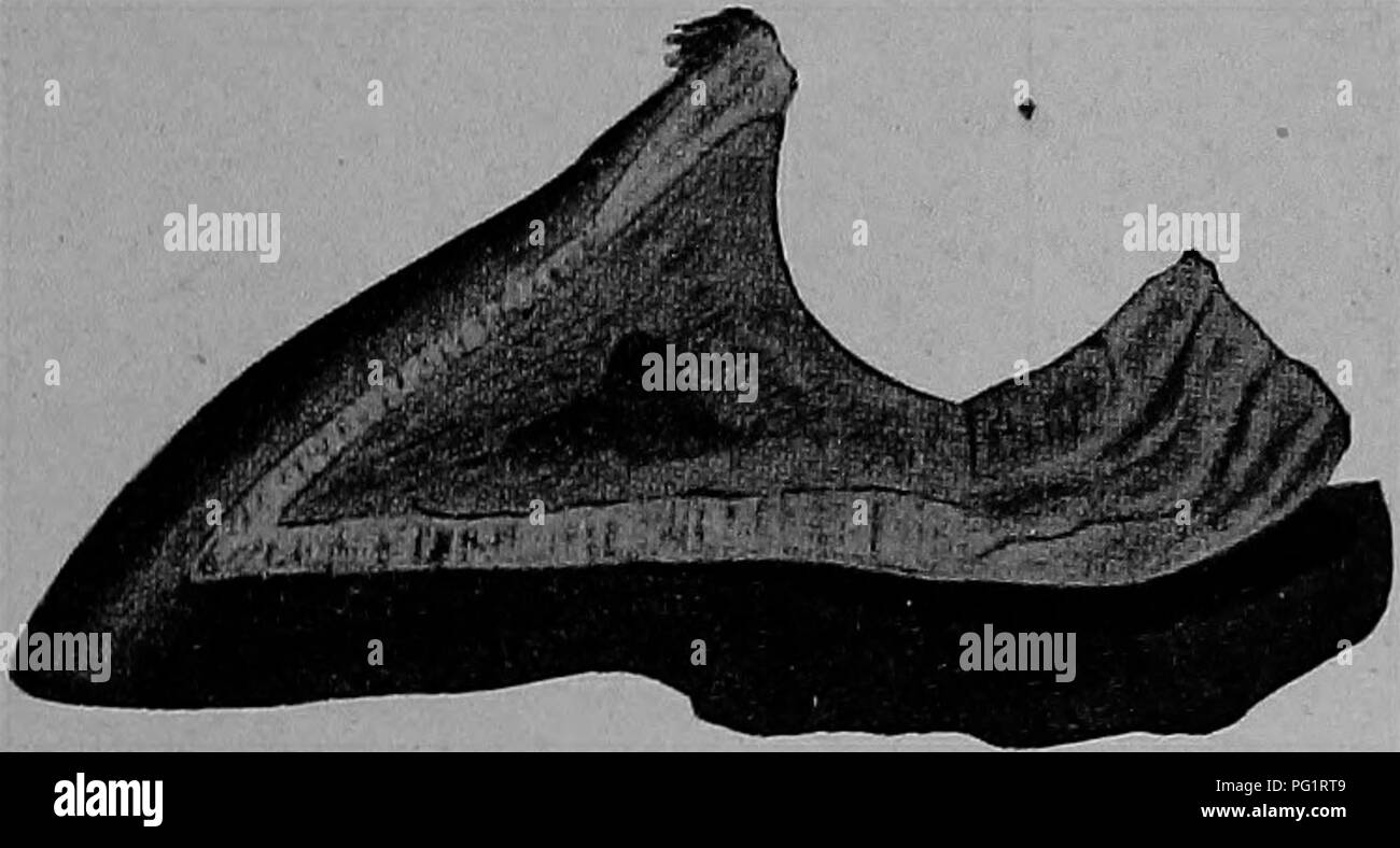 This veterinary textbook provides detailed information on the pathology ...