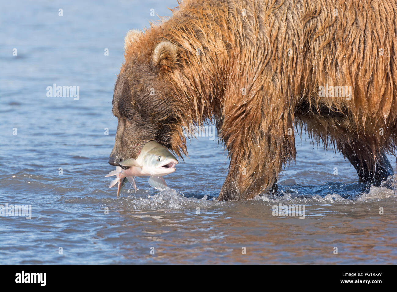 Bear eating fish hi-res stock photography and images - Alamy