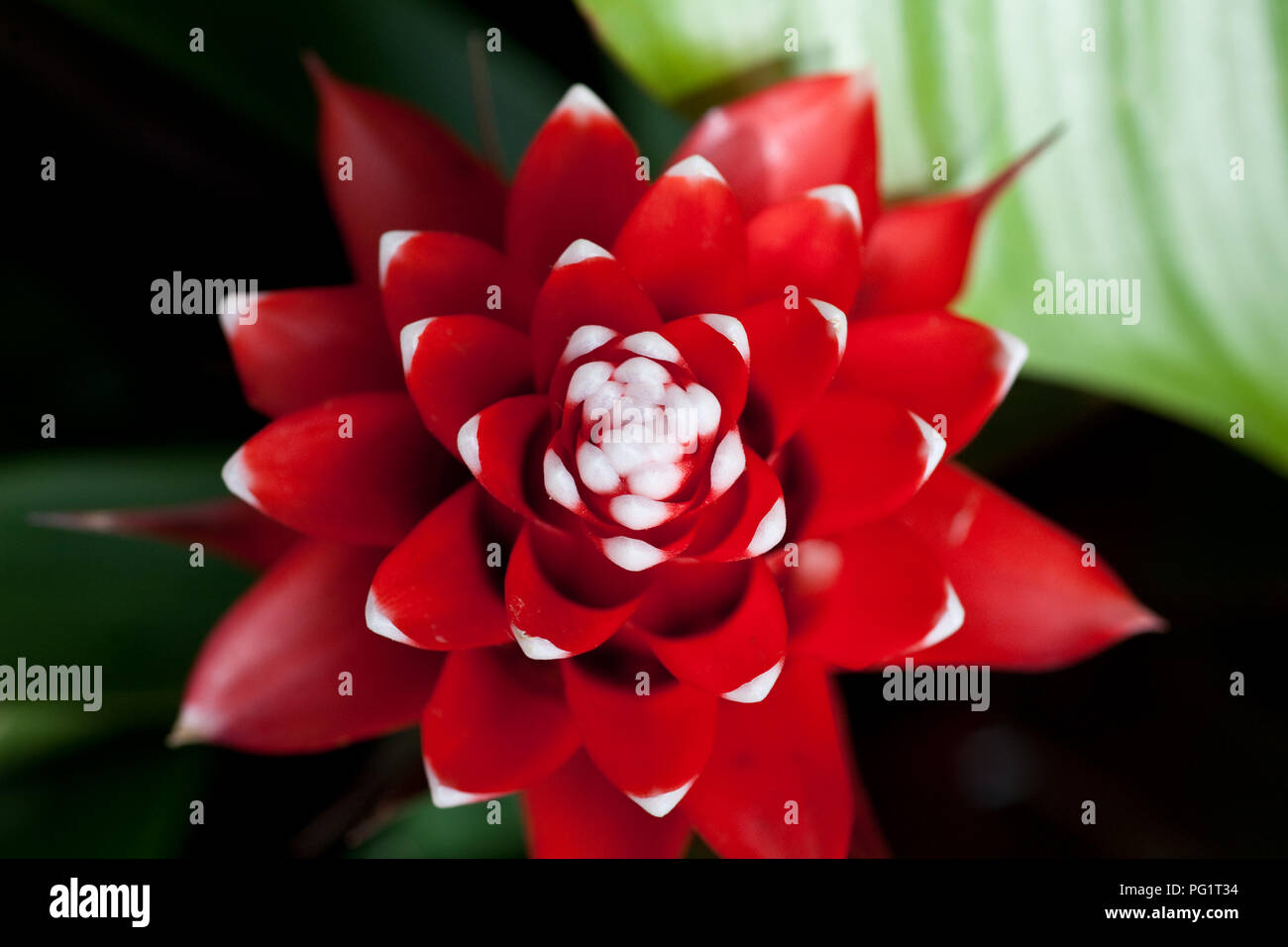 Native flowers new zealand orange hi-res stock photography and images ...
