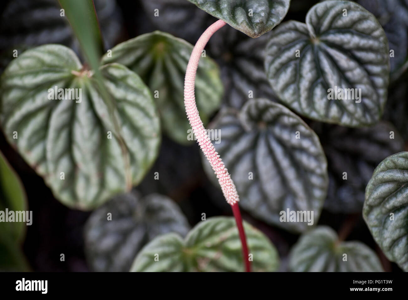 Native flowers new zealand orange hi-res stock photography and images ...