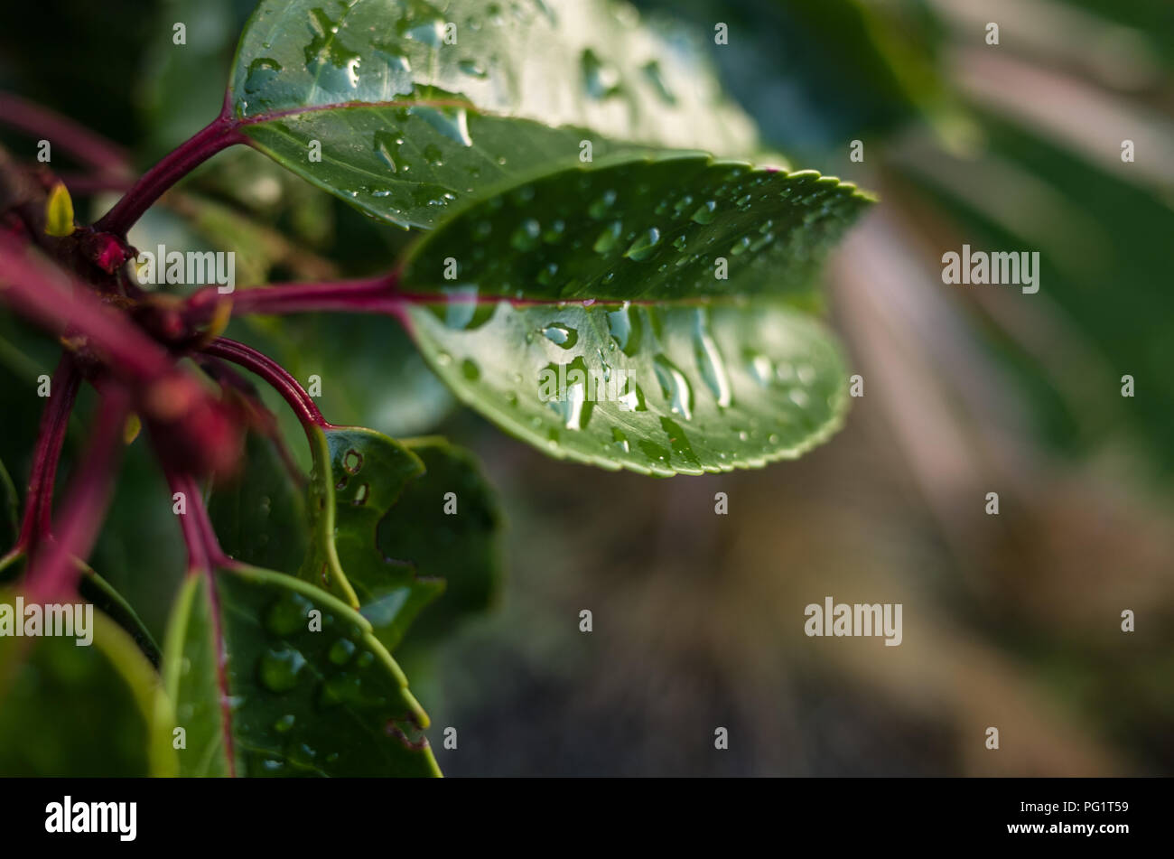 Native flowers new zealand orange hi-res stock photography and images ...