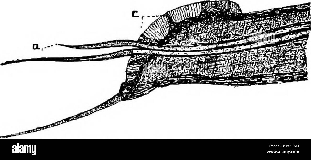 This illustration from 'Animal Parasites and Parasitic Diseases' shows ...