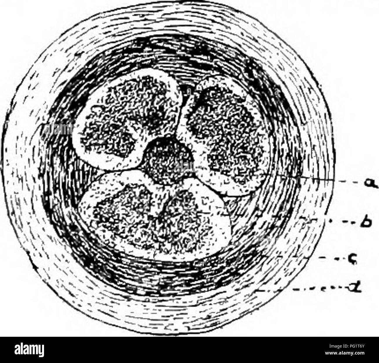 Ascaris life cycle Black and White Stock Photos & Images - Alamy