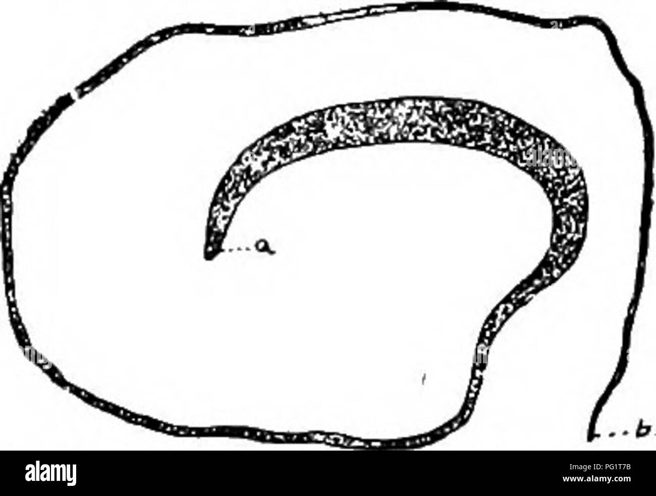 This image is from 'Animal Parasites and Parasitic Diseases,' which ...