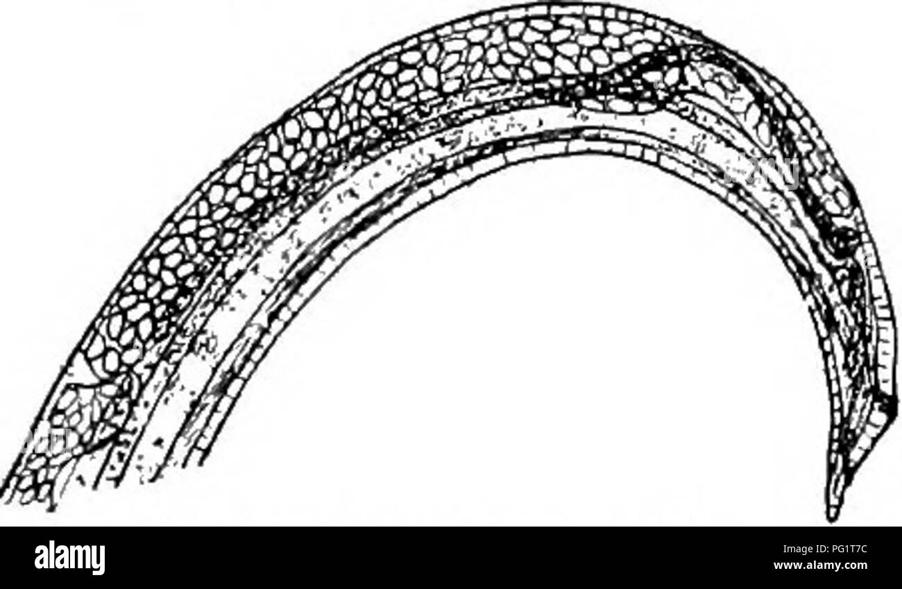 This work describes various animal parasites and the diseases they ...