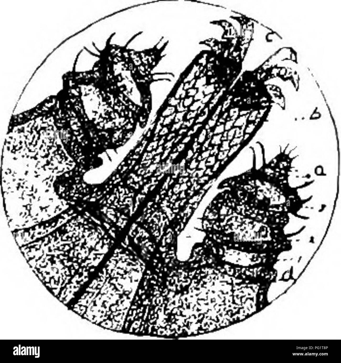 This illustration depicts various animal parasites and parasitic ...