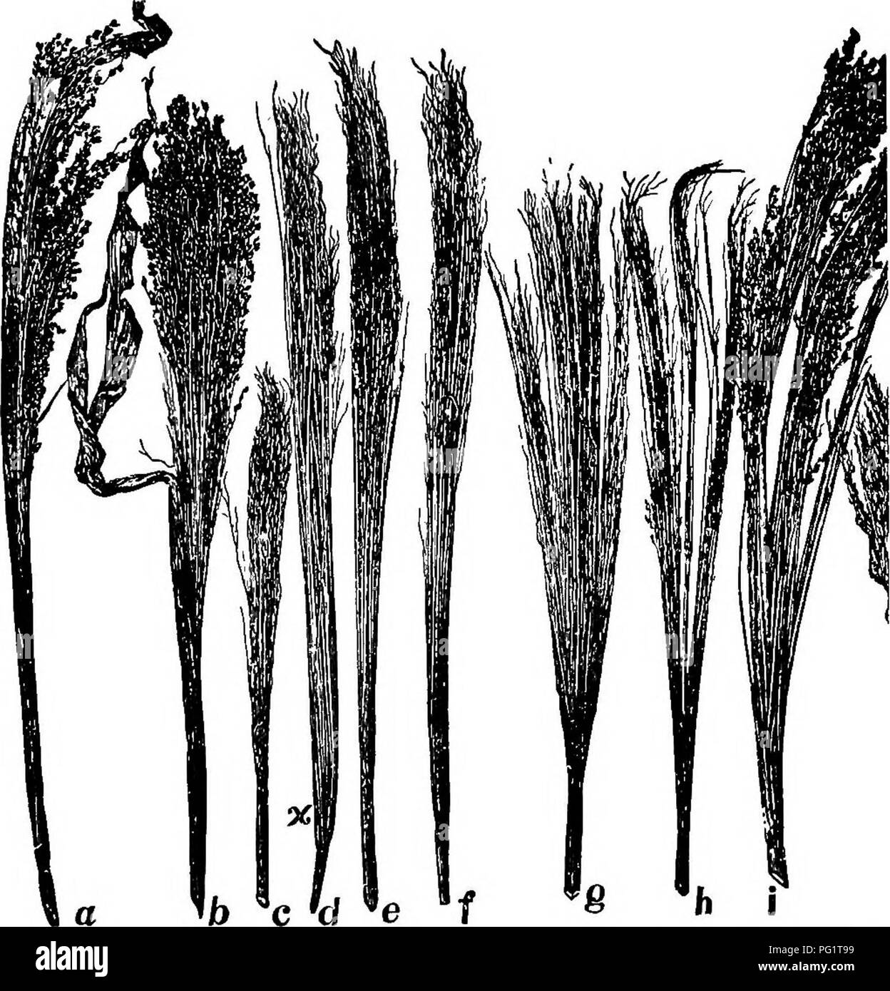 . The corn crops: a discussion of maize, kafirs, and sorghums as grown ...