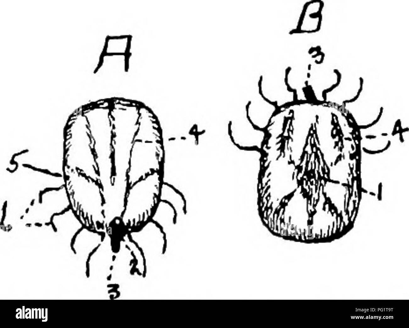 This book explores animal parasites and their effects on domestic ...