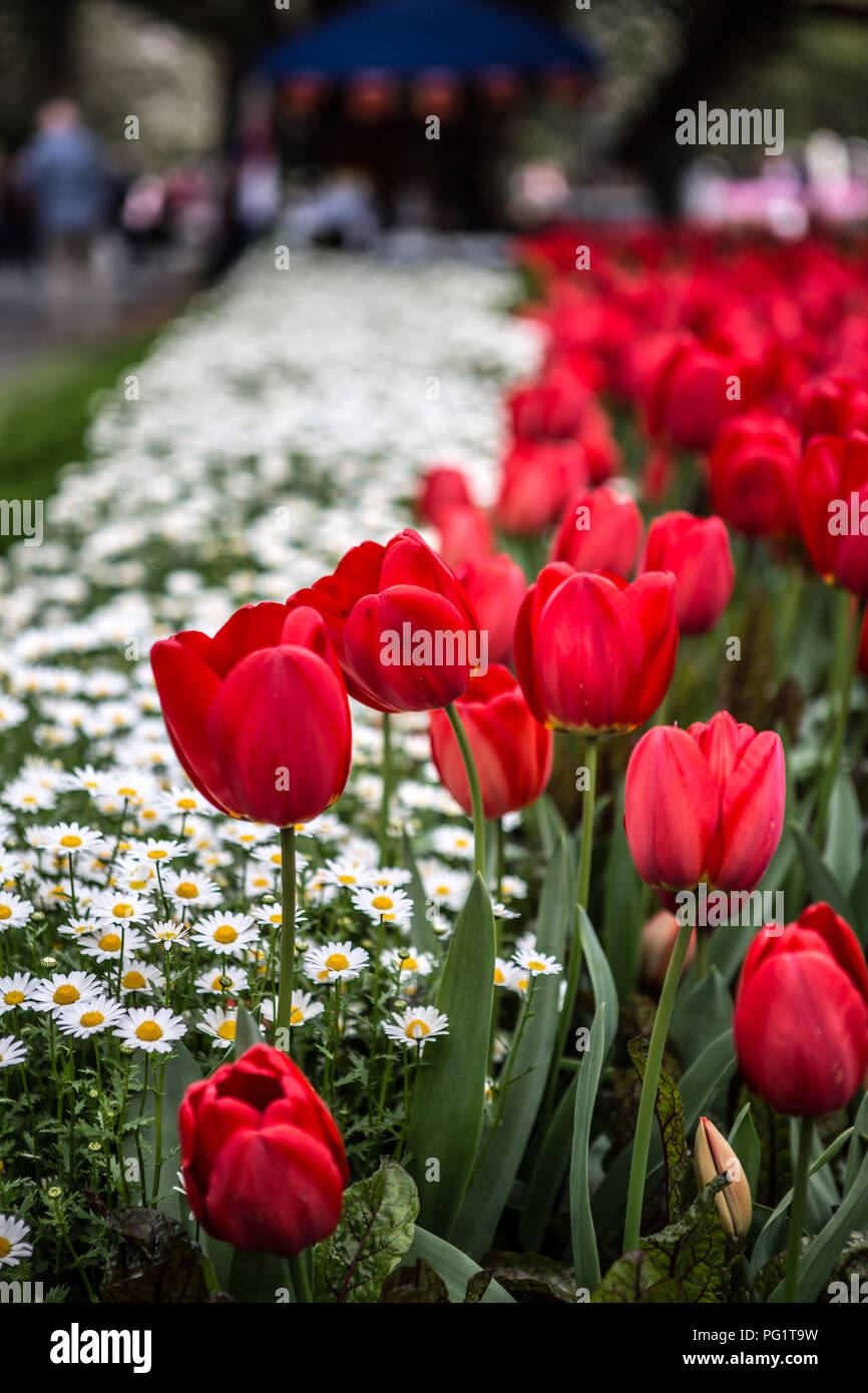 Native flowers new zealand orange hi-res stock photography and images ...