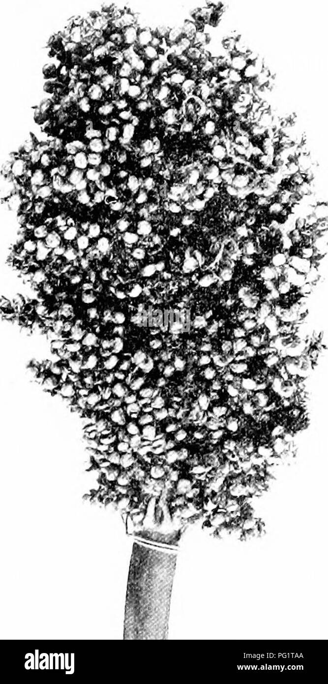 This text discusses the cultivation of corn, kafir corn, and sorghum ...