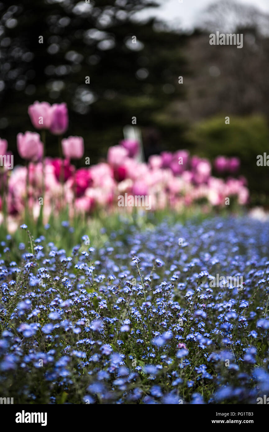 Native flowers new zealand orange hi-res stock photography and images ...