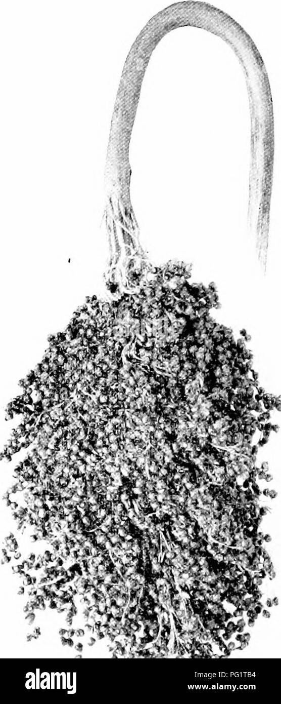 This illustration shows different varieties of corn, including Sumac ...