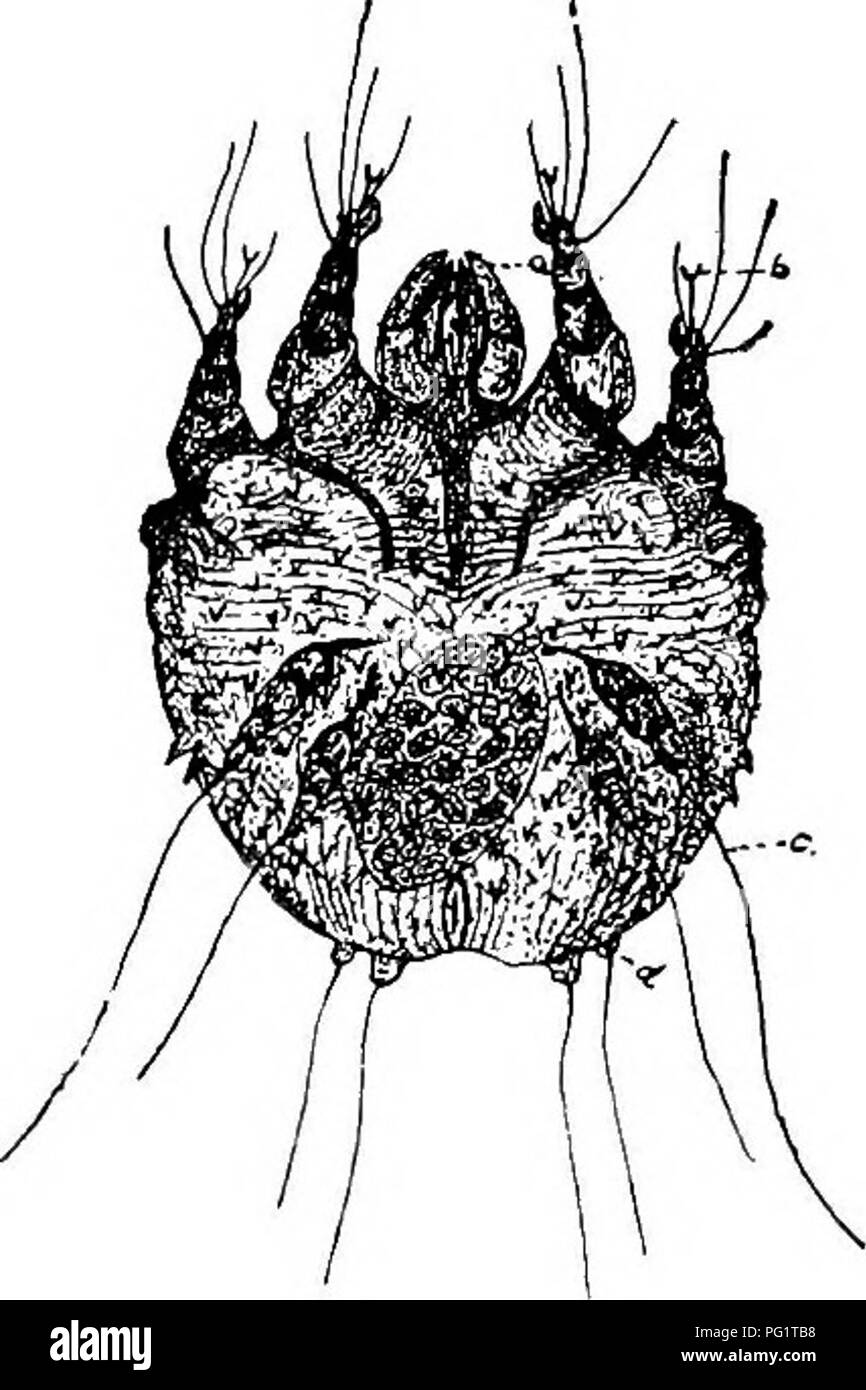 This image provides an anatomical illustration of Sarcoptes Scabiei, a ...