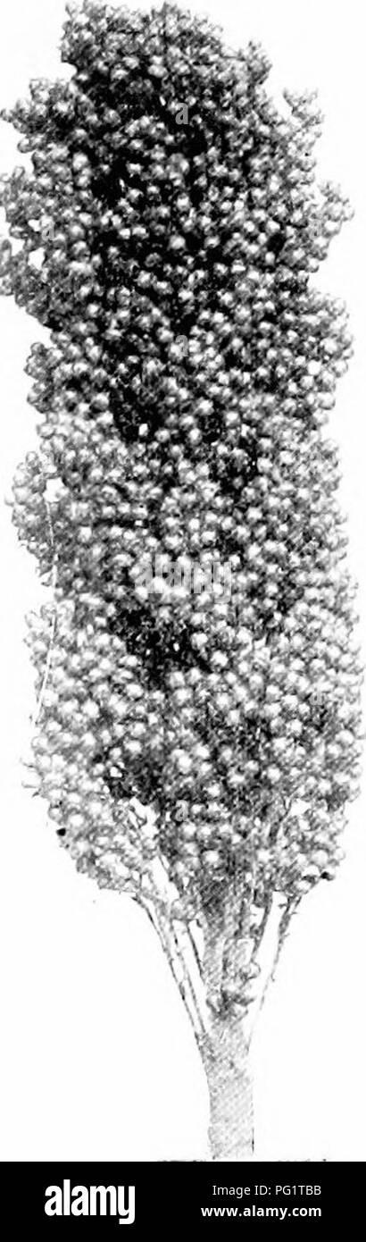This text discusses the cultivation of maize, kafir corn, and sorghums ...