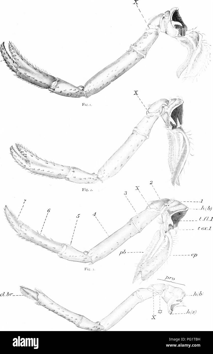 Lobsters sensory organs hi-res stock photography and images - Alamy