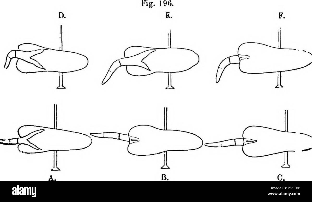 Radicles hi-res stock photography and images - Alamy