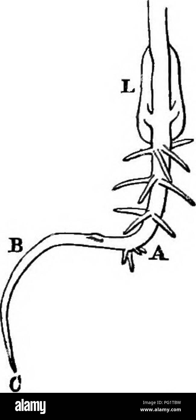 This image demonstrates the movements of plants in response to external ...