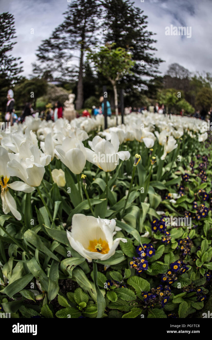 Native flowers new zealand orange hi-res stock photography and images ...