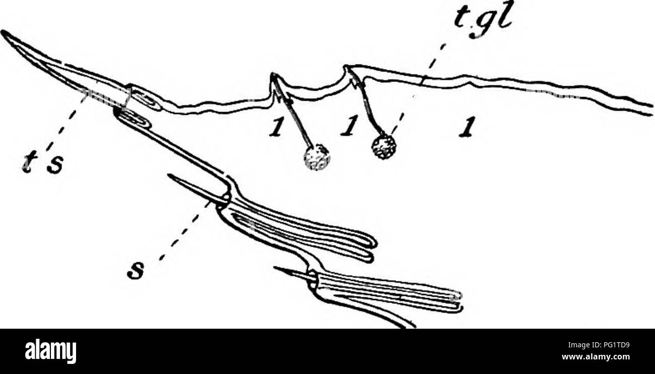 Crustacea order Black and White Stock Photos & Images - Alamy