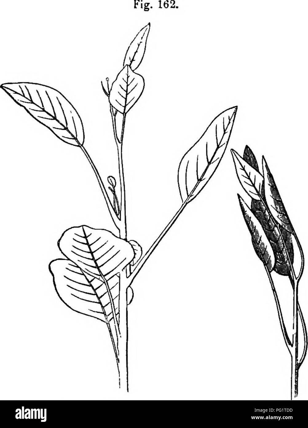 This study explores the phenomenon of movement in plants, focusing on ...