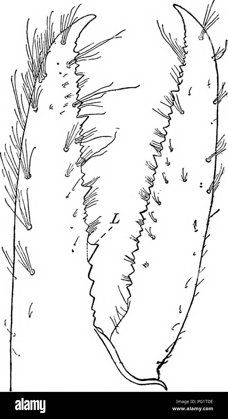 This work explores the development and natural history of the American ...