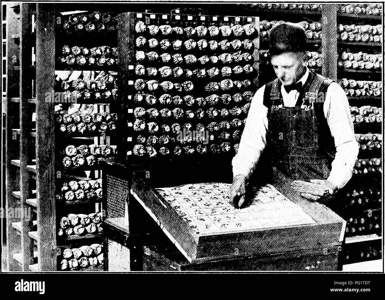 Corn field details Black and White Stock Photos & Images - Alamy