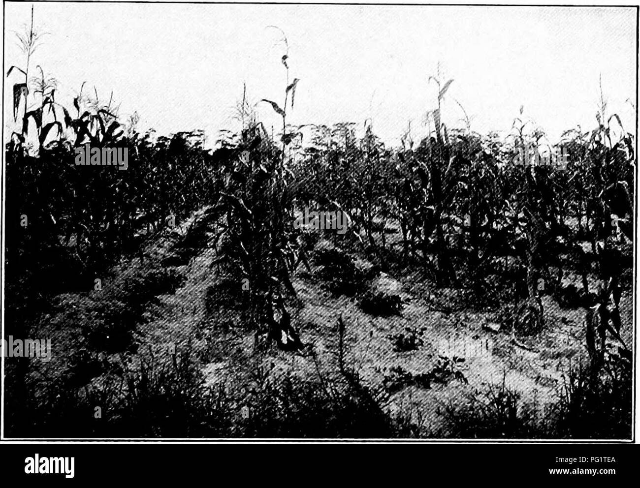 This agricultural text covers the cultivation of corn, maize, kafir ...