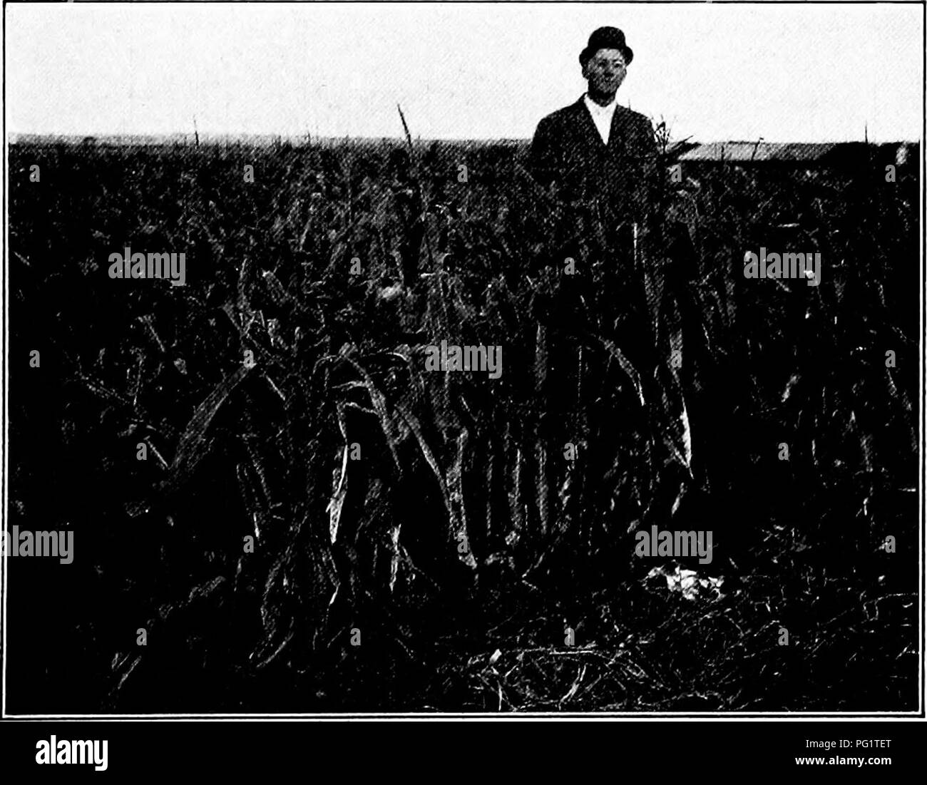 This text discusses the cultivation methods for corn, kafir corn, and ...