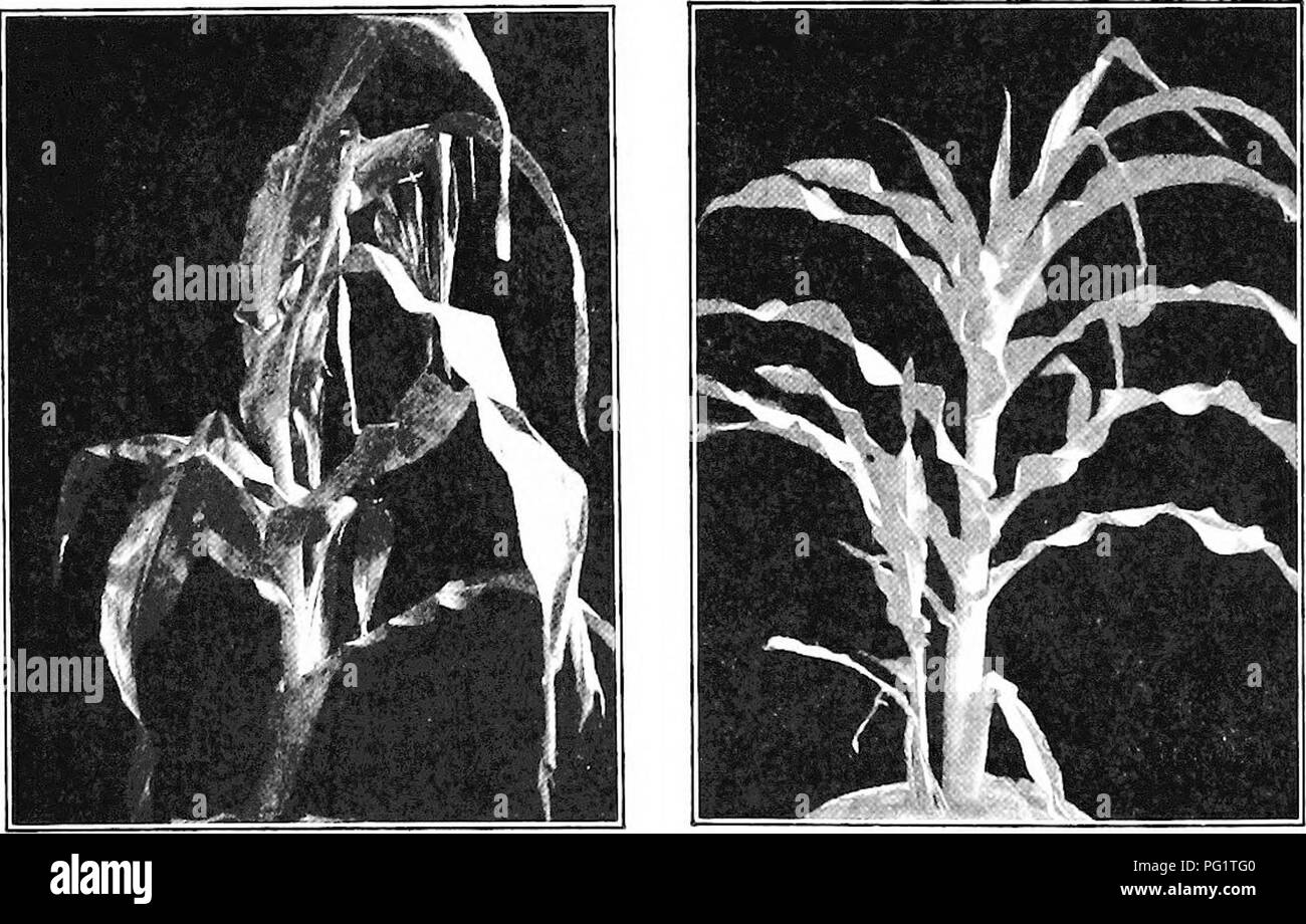 This discussion covers the cultivation of corn, kafir corn, and sorghum ...