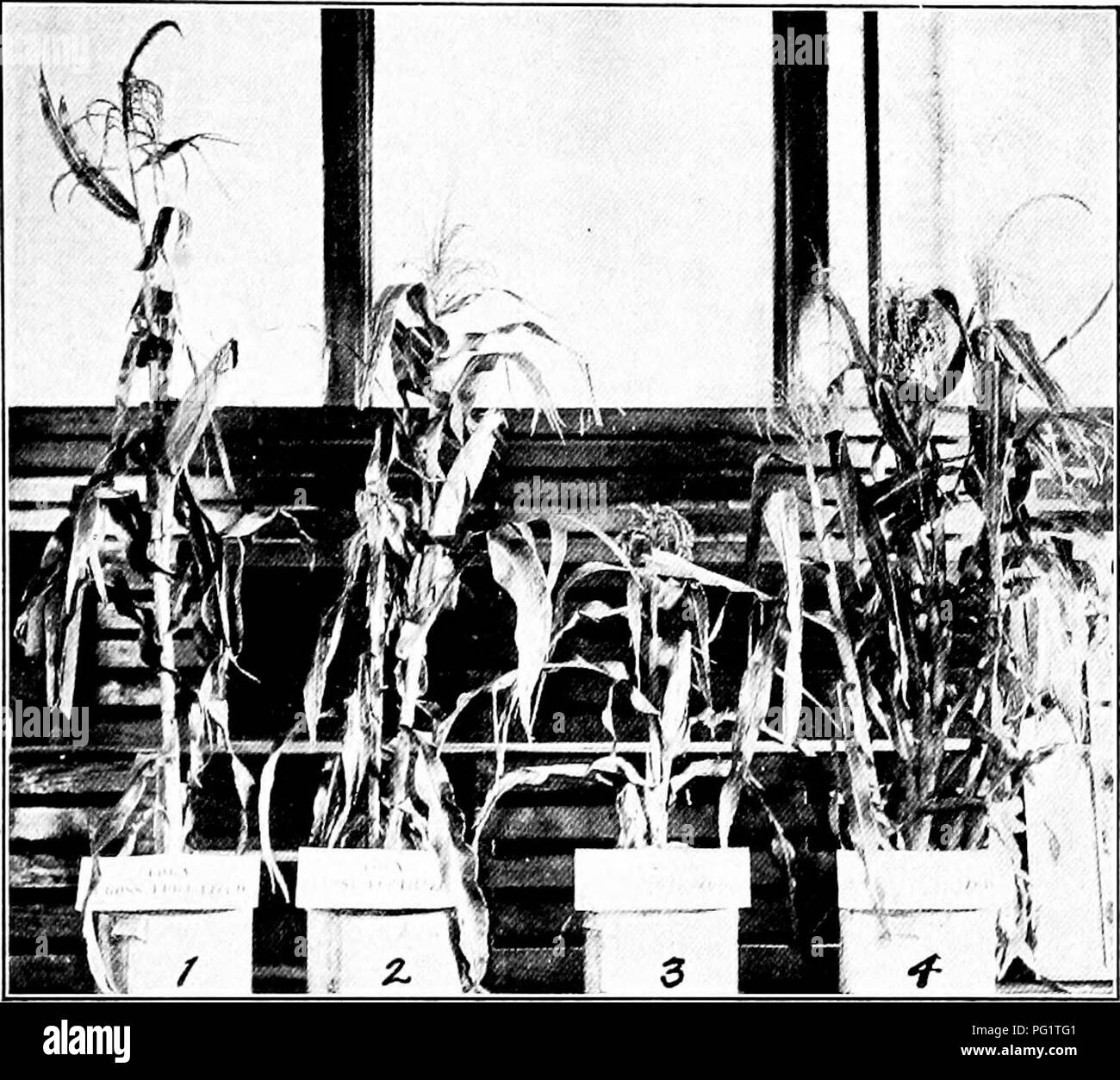 This text discusses the cultivation of corn, kafir corn, and sorghums ...