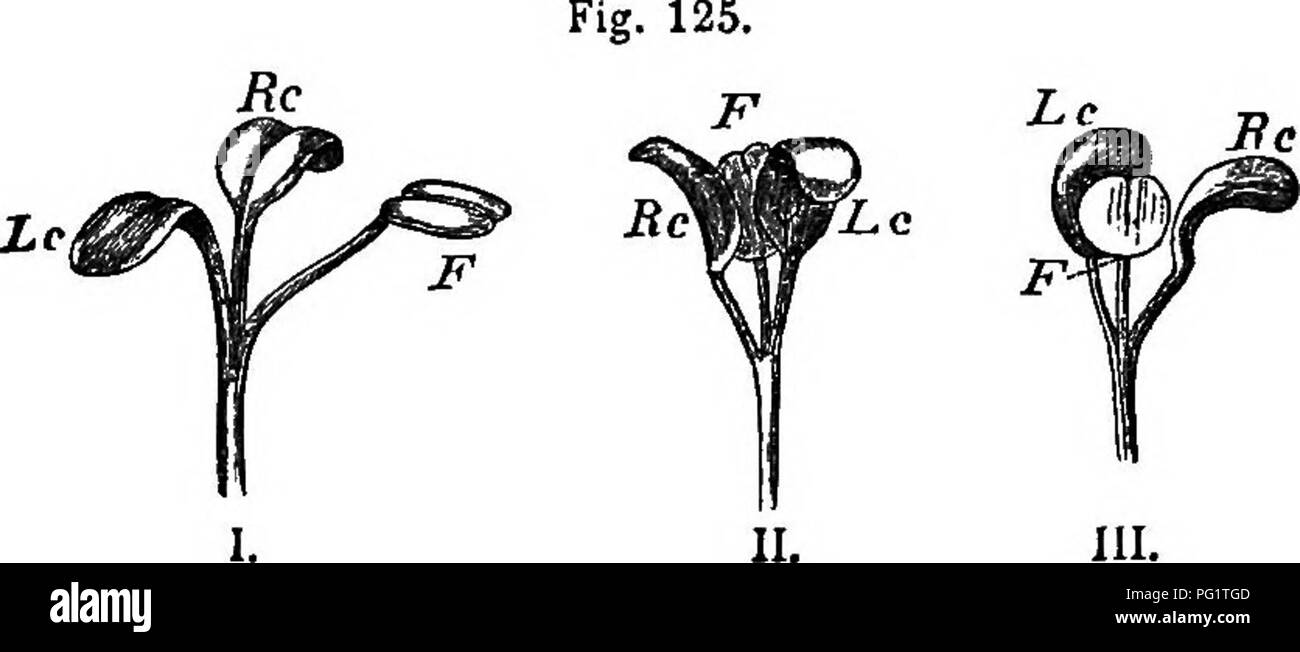This botanical work explores plant movement, focusing on the phenomena ...