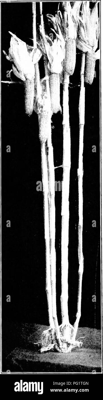 This text discusses the cultivation and yield of corn, kafir corn, and ...