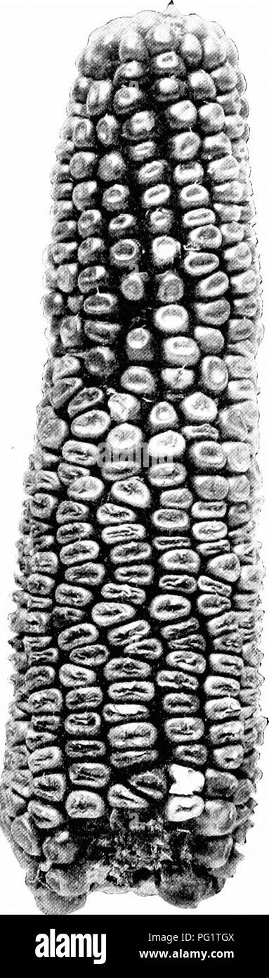 This text discusses the agricultural practices surrounding maize, kafir ...
