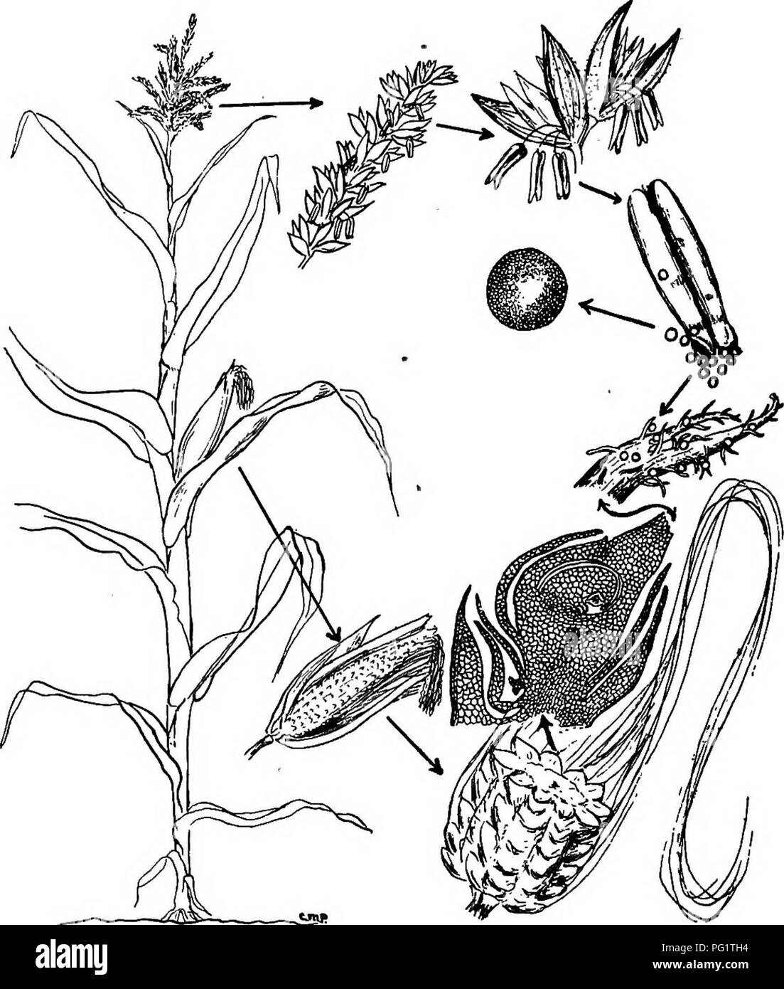 This resource discusses the cultivation and characteristics of maize ...