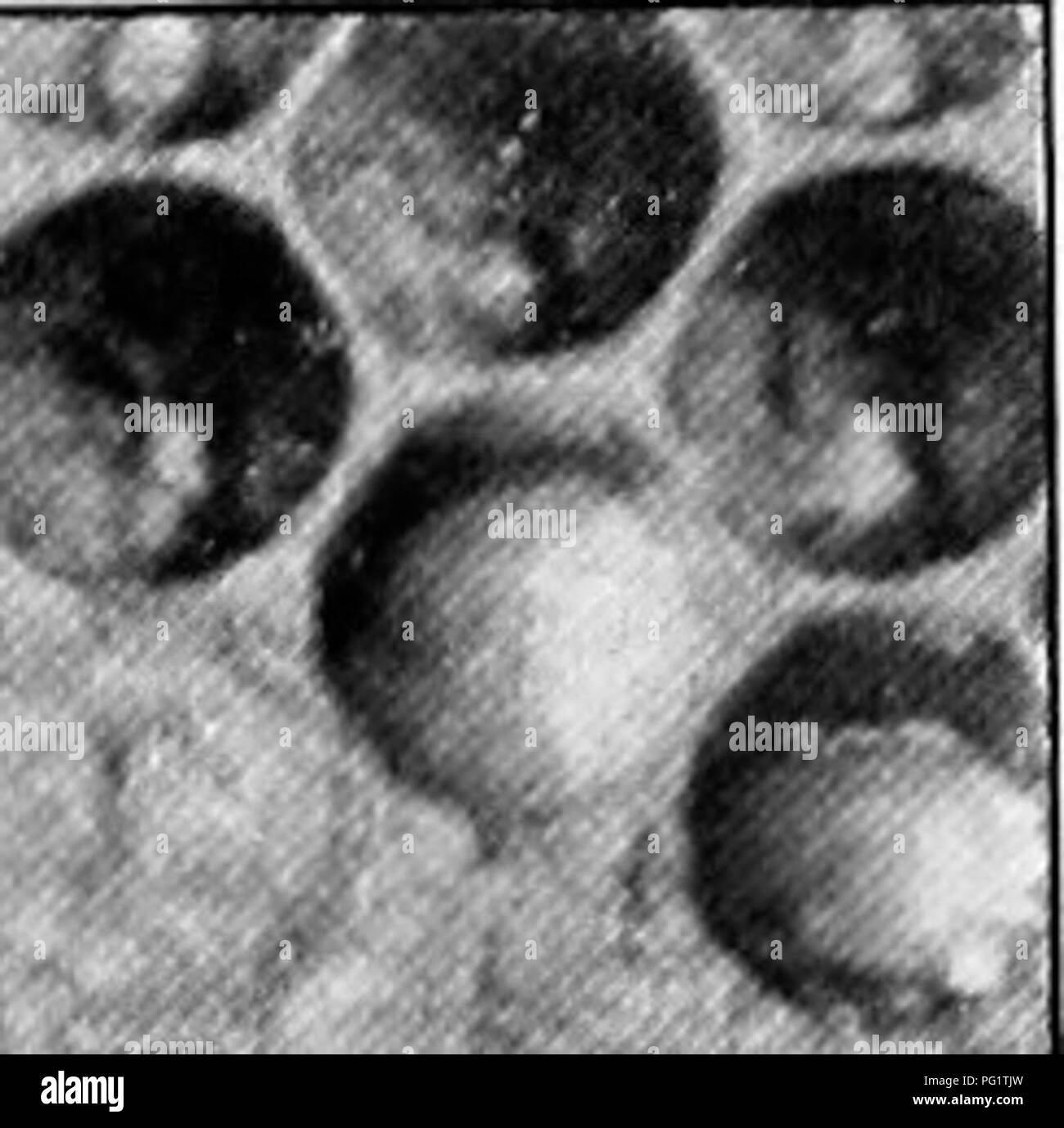 A detailed illustration of a honey bee, emphasizing its role in ...