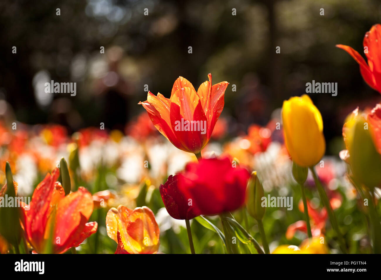 Native flowers new zealand orange hi-res stock photography and images ...