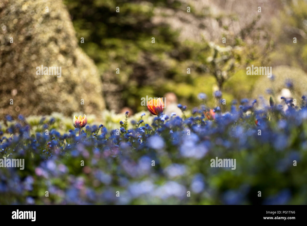Native flowers new zealand orange hi-res stock photography and images ...