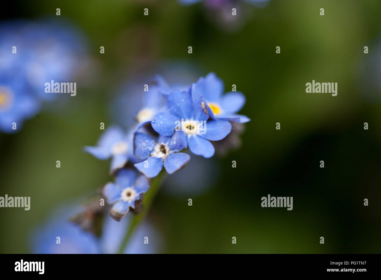 Native flowers new zealand orange hi-res stock photography and images ...