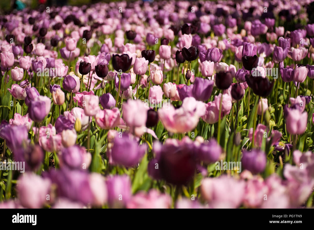 Native flowers new zealand orange hi-res stock photography and images ...