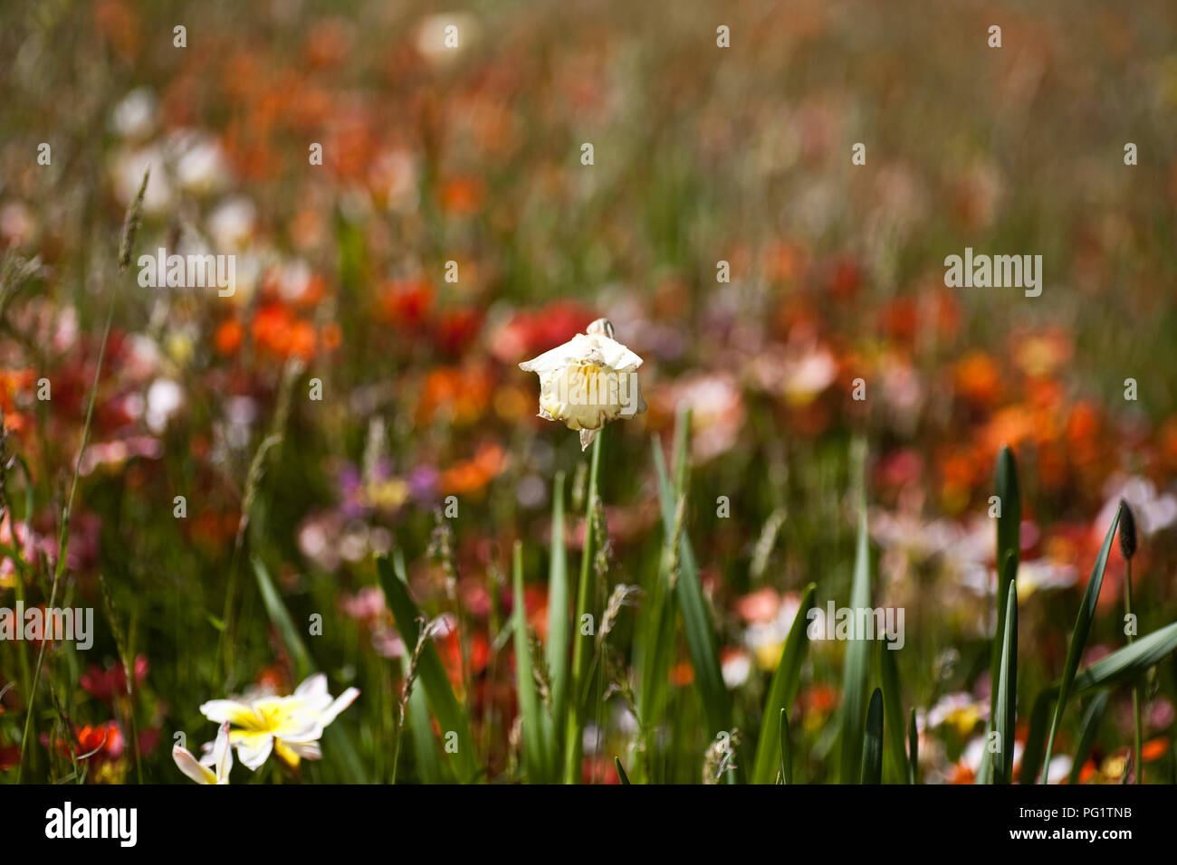 Native flowers new zealand orange hi-res stock photography and images ...
