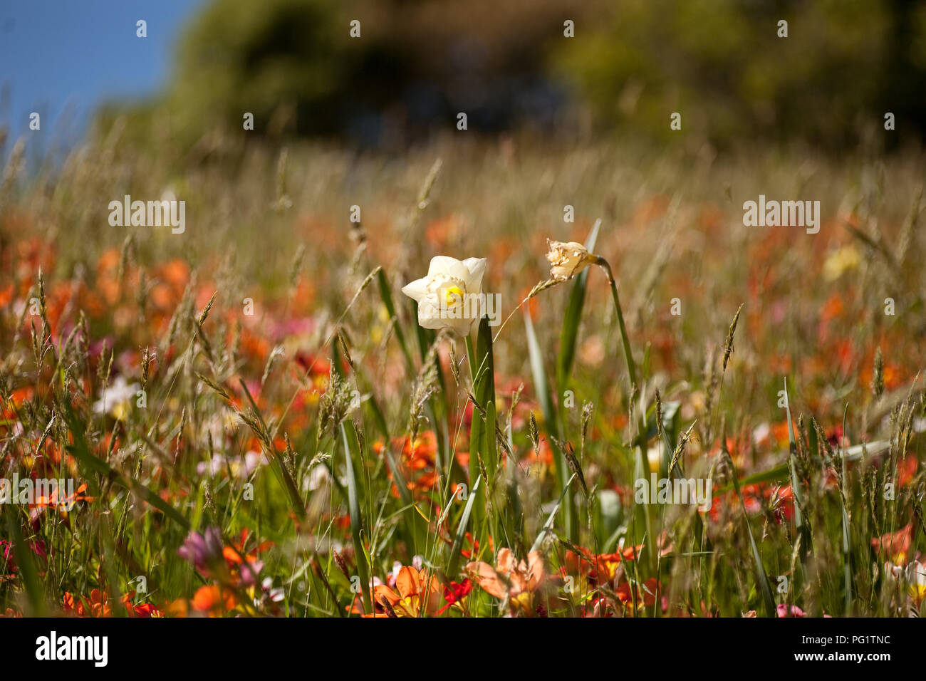 Native flowers new zealand orange hi-res stock photography and images ...