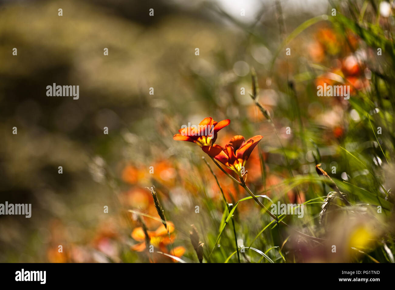 Native flowers new zealand orange hi-res stock photography and images ...