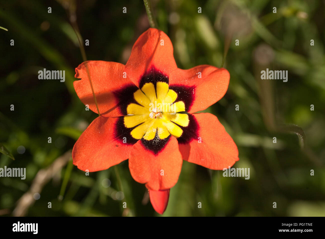 Native flowers new zealand orange hi-res stock photography and images ...
