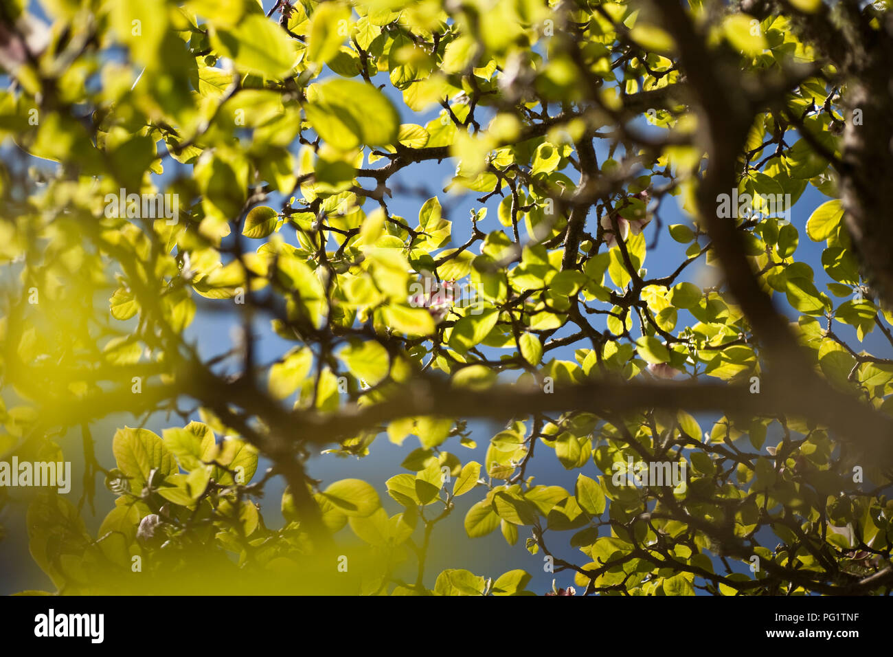 Native flowers new zealand orange hi-res stock photography and images ...