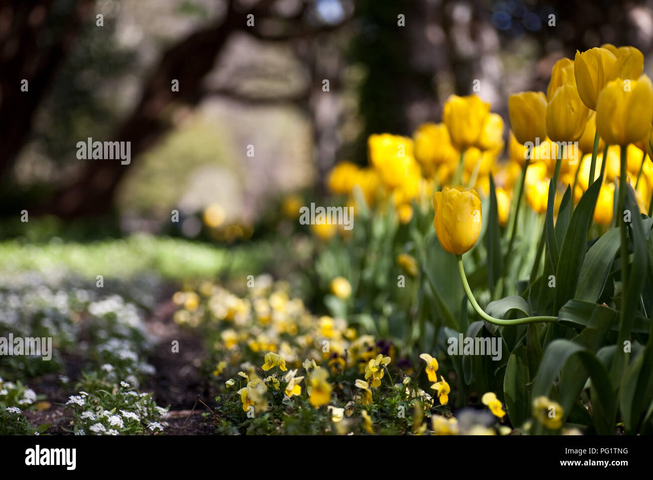 Native flowers new zealand orange hi-res stock photography and images ...